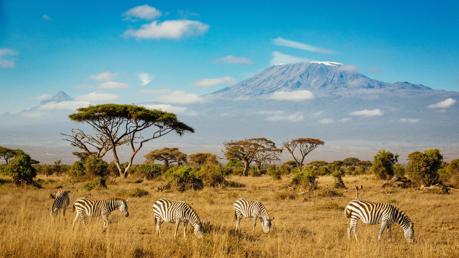Zebras-in-Amboseli-National-Park-Mount-Kilimanjaro-in-southern-Kenya ... Zebras-in-Amboseli-National-Park-Mount-Kilimanjaro-in-southern-Kenya ...